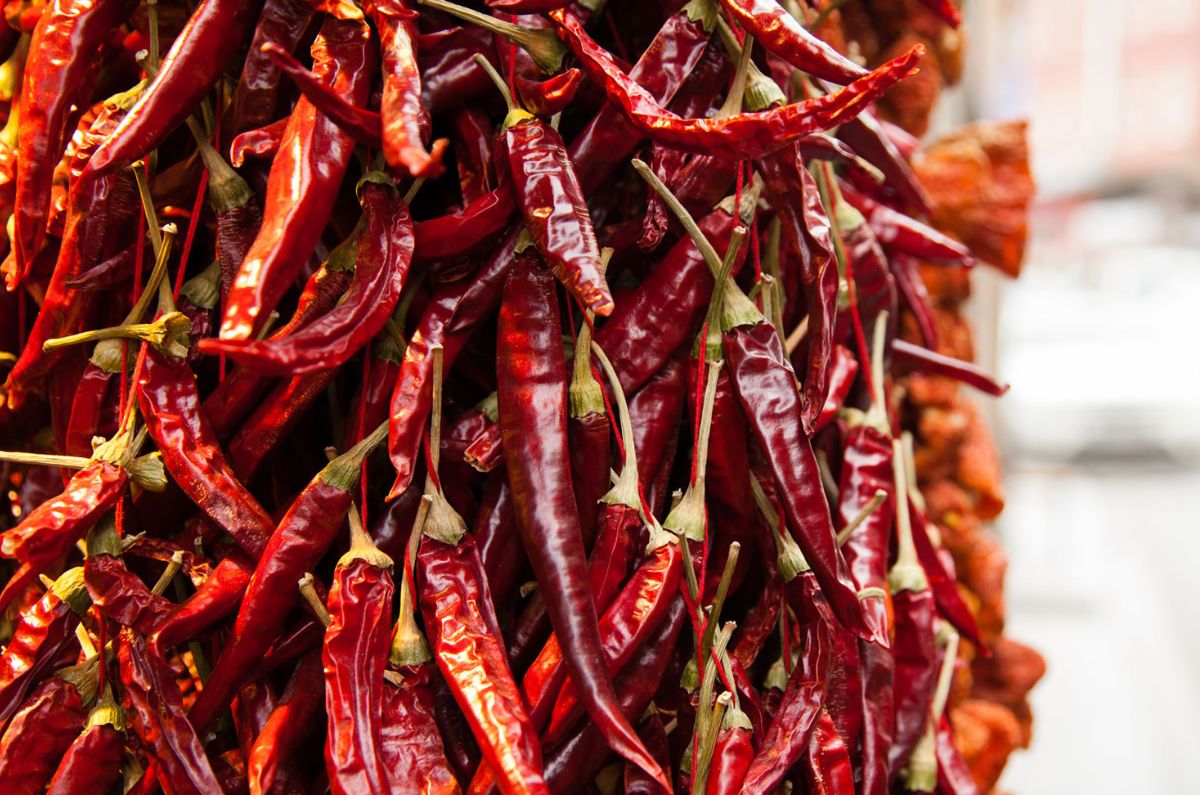 7 chiles de Oaxaca: desde el chile de agua y hasta el chilhuacle - Gudó