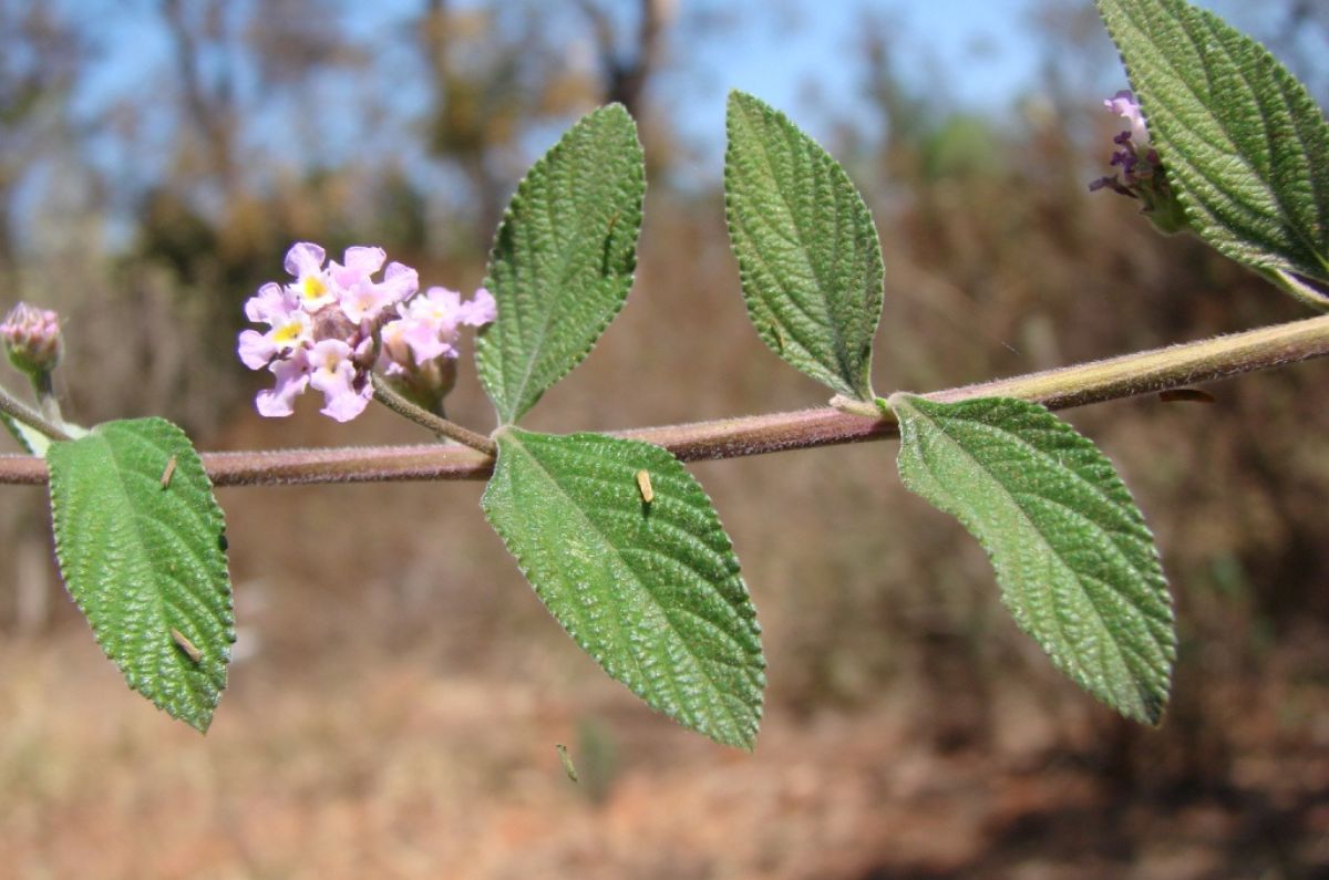 Pitiona, la planta para los moles amarillos y para bajar el estrés - Gudó